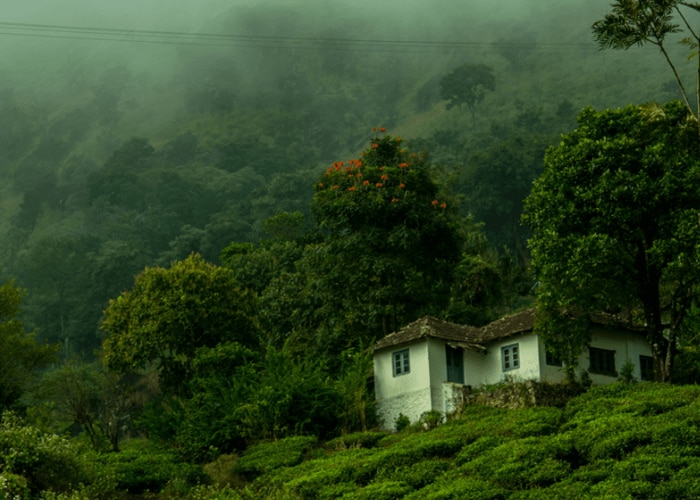 Explore Munnar's Tea Plantations, Misty Hills, Wildlife, and Top ...