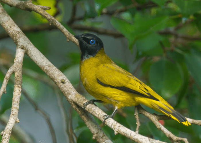 Explore Top Birdwatching Destinations in India: Keoladeo National Park ...