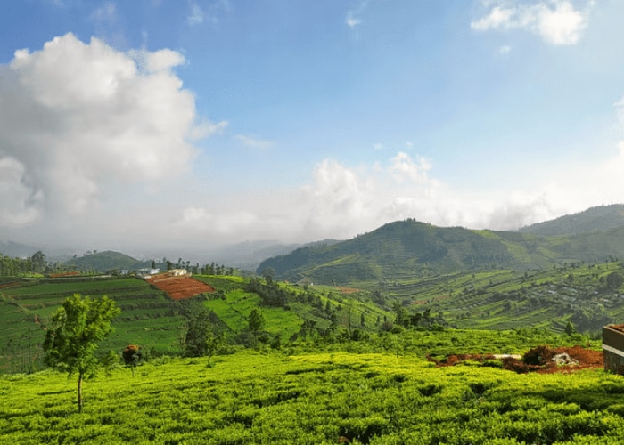 Escape to Ooty: Tamil Nadu’s Favorite Hill Station with Botanical ...