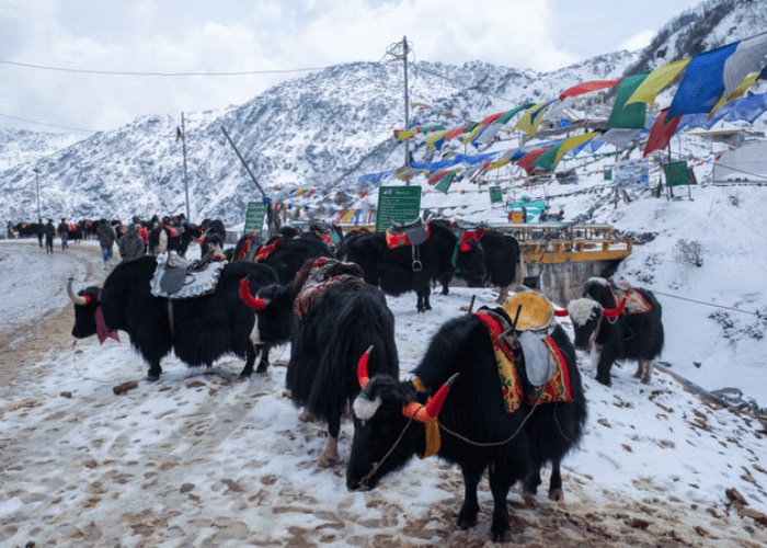 Discover Nathula Pass Tourism: Journey to the Indo-China Border with ...