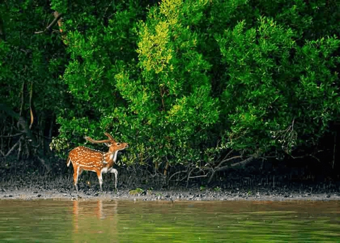 Discover Sundarbans: Dense mangroves, rare wildlife, and the Royal ...