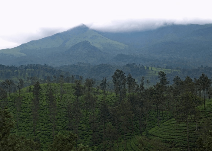 Explore Wayanad's Waterfalls, Ancient Caves, and Thriving Wildlife in ...